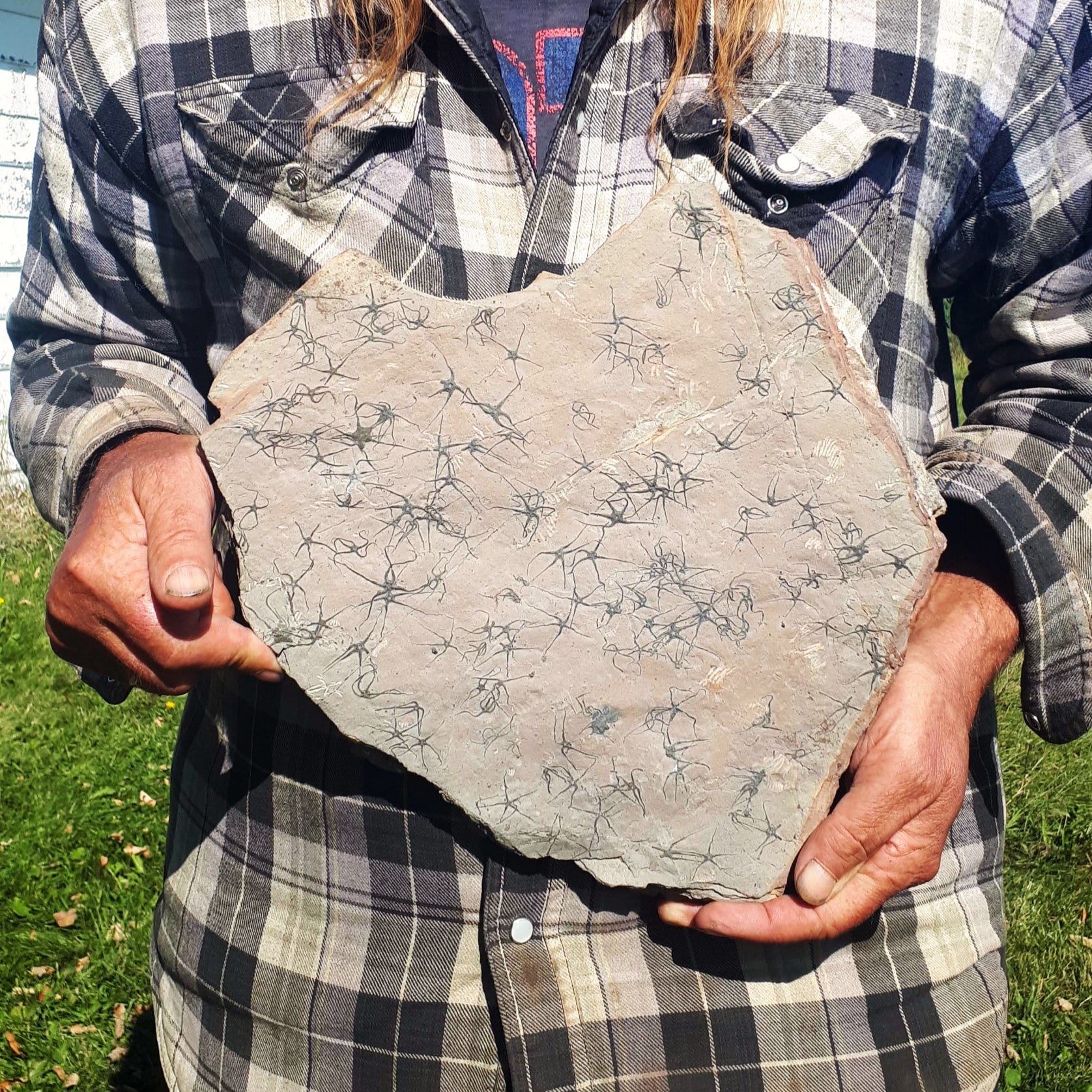 Jurassic (Middle) - Museum-Grade Ophiopinna Ophiuroid Slab - France ...