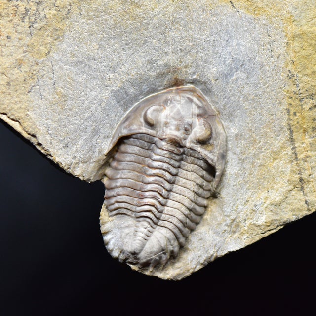 Devonian (Upper) - RARE Asteropygid from Yunnan, China
