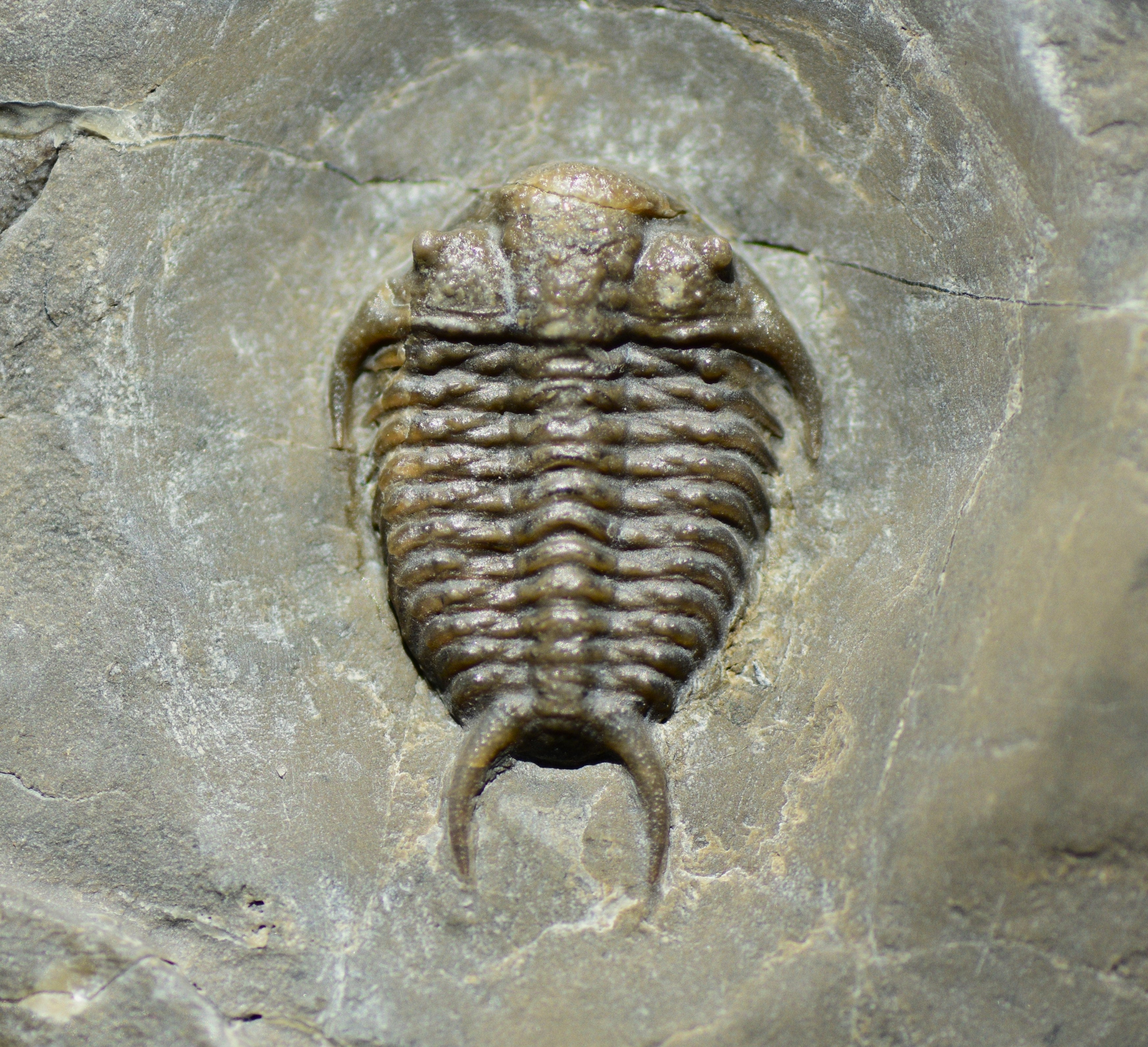 Ordovician (Upper) - Undescribed "Ceraurus webbi" from Ontario | Paleo ...